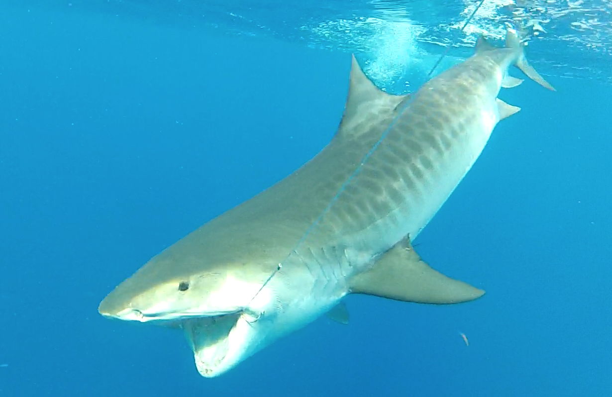 Tiger Shark Fishing In Florida